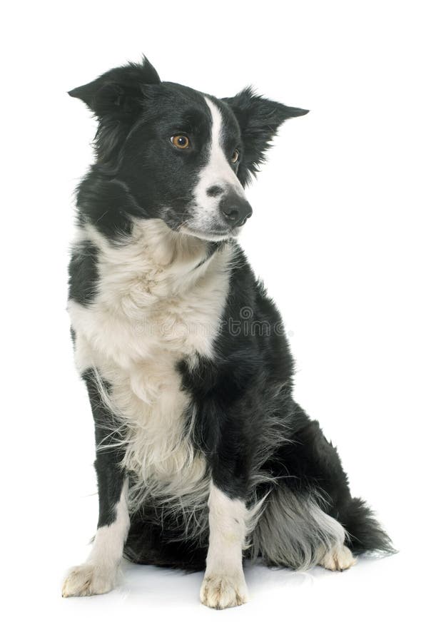 Border Collie Noir Et Blanc Photo stock - Image du colley, adulte: 67318520