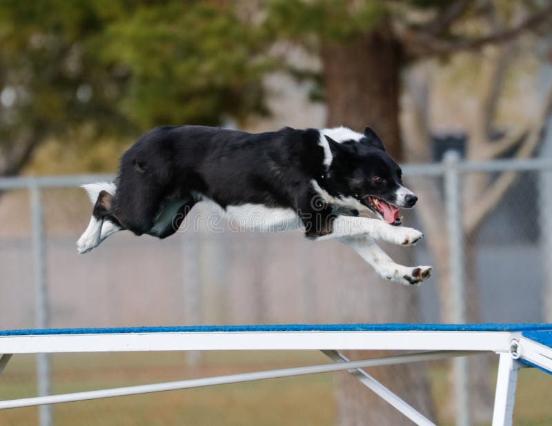 Border Collie Flying Over the Dog Walk Stock Image - Image of athletes ...