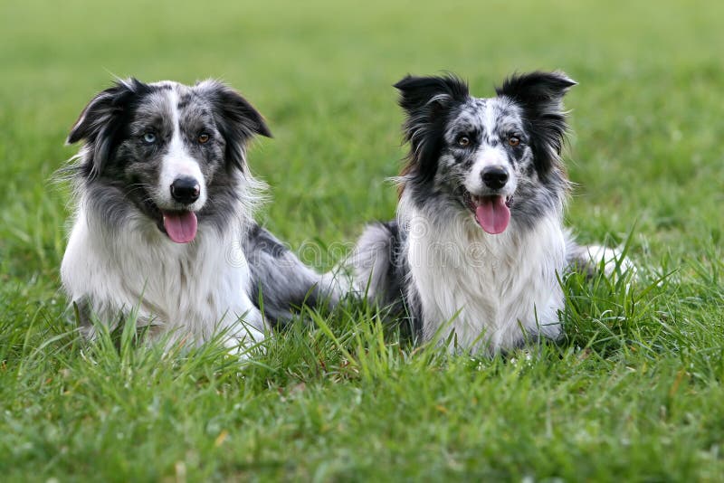 Border collies pack stock photo. Image of obedience, brother - 509770