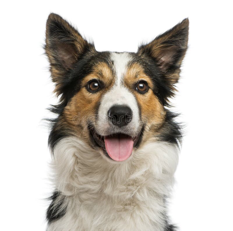 Border Collie Panting, Facing, Isolated on White Stock Photo - Image of ...