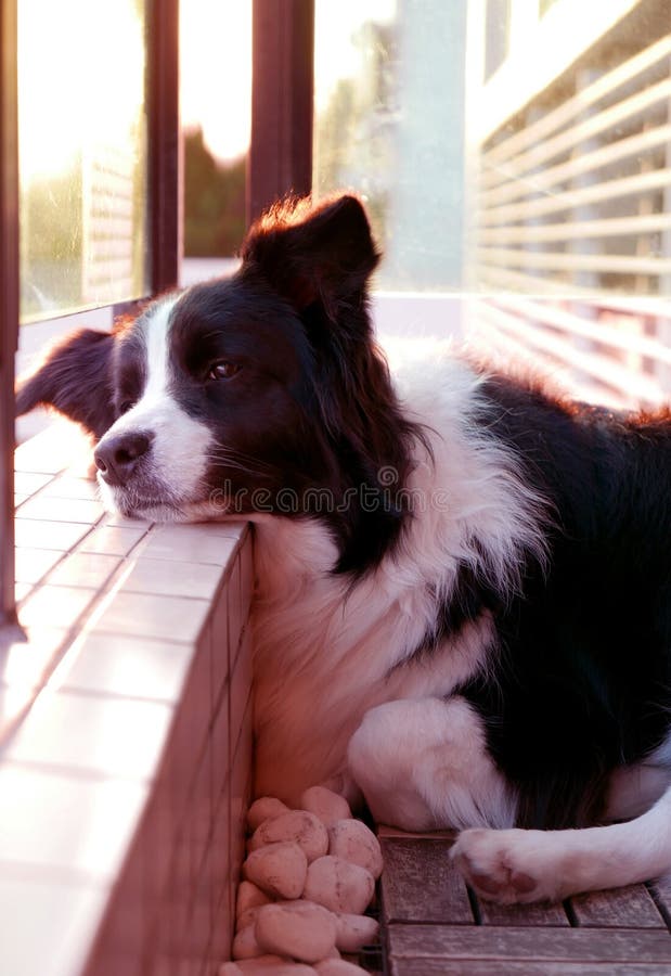 Border Collie Pet Dog at Sunset Stock Image - Image of terrace, veranda ...