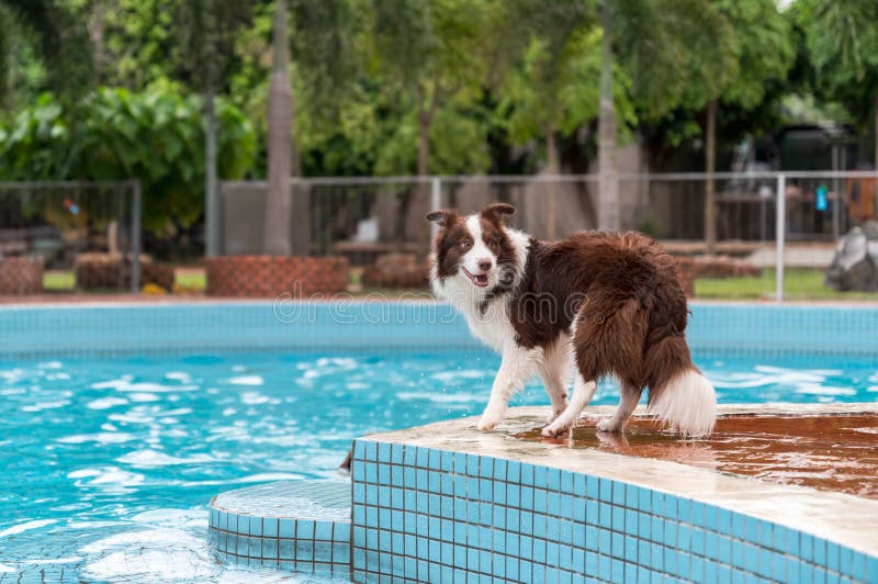 Border Collie Playing by the Pool Stock Photo - Image of dogs, cool ...