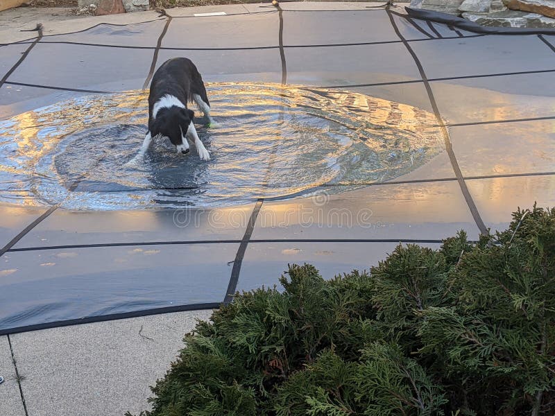 A Border Collie Playing in a Puddle on the Pool Safety Cover Stock ...