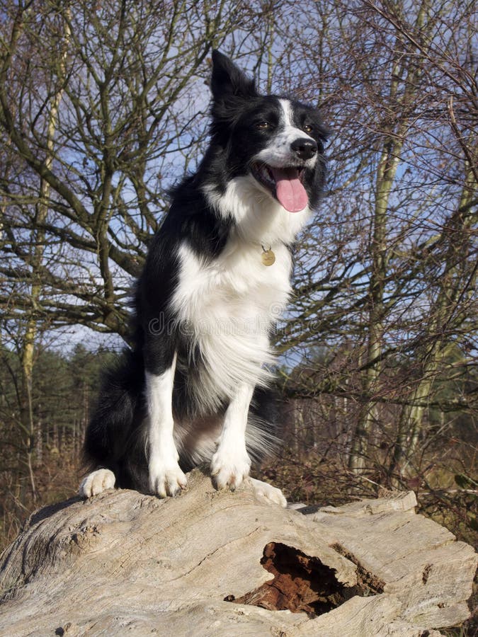 Border Collie stock image. Image of sheepdog, teeth, trunk - 87893843
