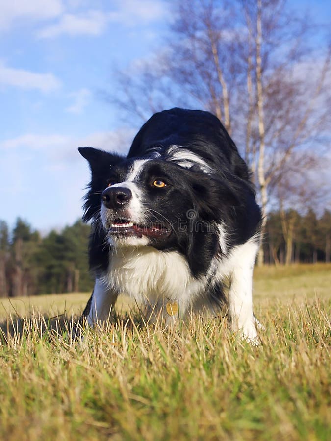 Border Collie stock image. Image of love, farmer, landscape - 83390579