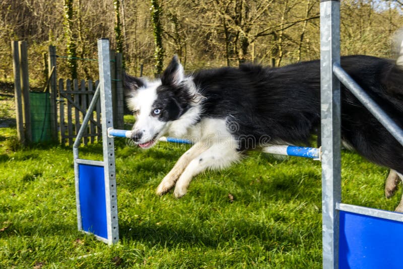Border Collie Practicing the Sport of Agility Stock Photo - Image of ...