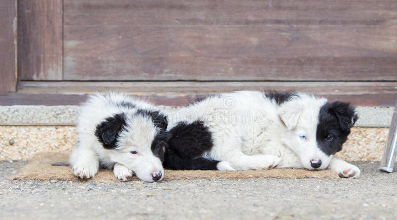 Border Collie Puppies Sleeping on a Farm Stock Image - Image of ...
