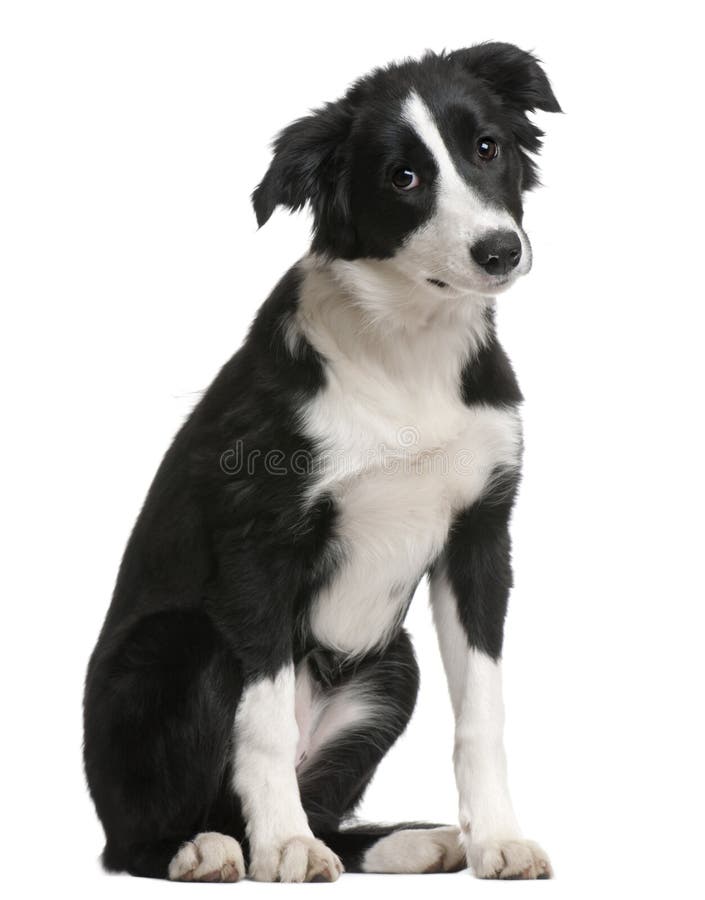 130+ Border collie 4 Free Stock Photos - StockFreeImages