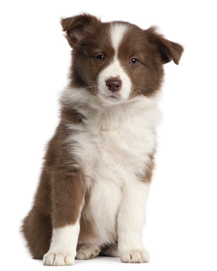 Border Collie stock image. Image of indoor, animal, grovel - 6788025