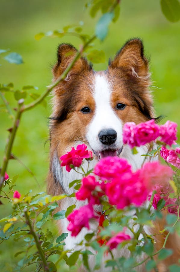 Border Collie Puppy in Autumn Stock Image - Image of cute, companion ...