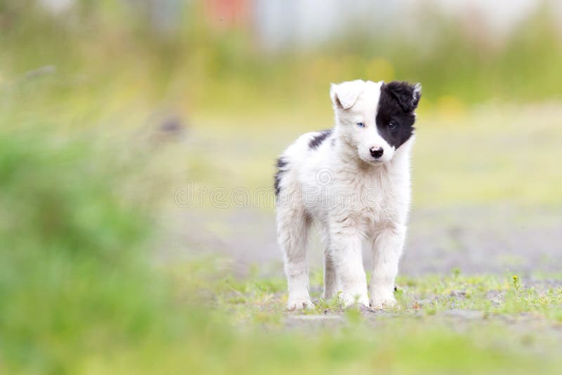 Border Collie Puppy on a Farm Stock Image - Image of animal, alertness ...