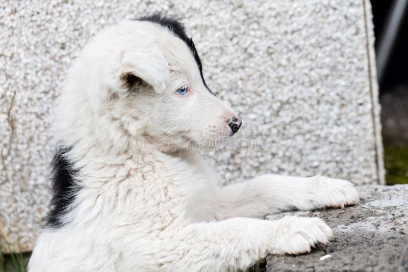 Border Collie Puppy on a Farm Stock Image - Image of expression ...