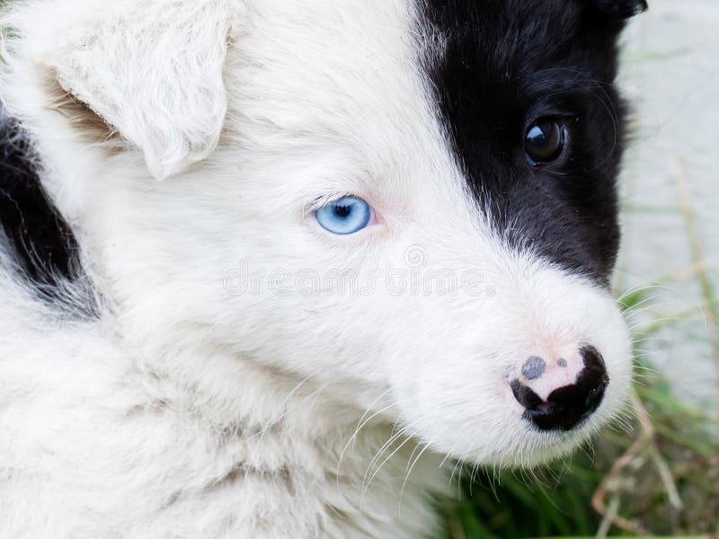 Border Collie Puppy on a Farm Stock Image - Image of doggy, collie ...