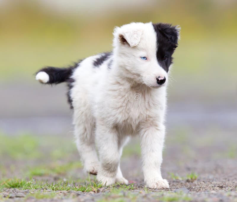 Border Collie Puppy on a Farm Stock Image - Image of domestic, obedient ...