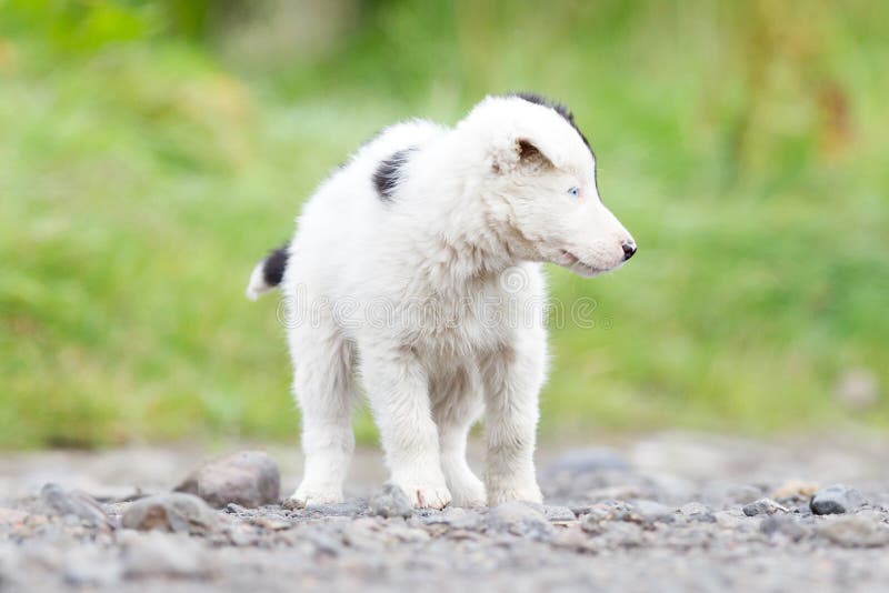 Border Collie Puppy on a Farm Stock Photo - Image of focused, portrait ...