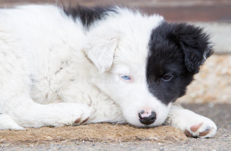 Border Collie Puppy on a Farm Stock Photo - Image of breed, creature ...