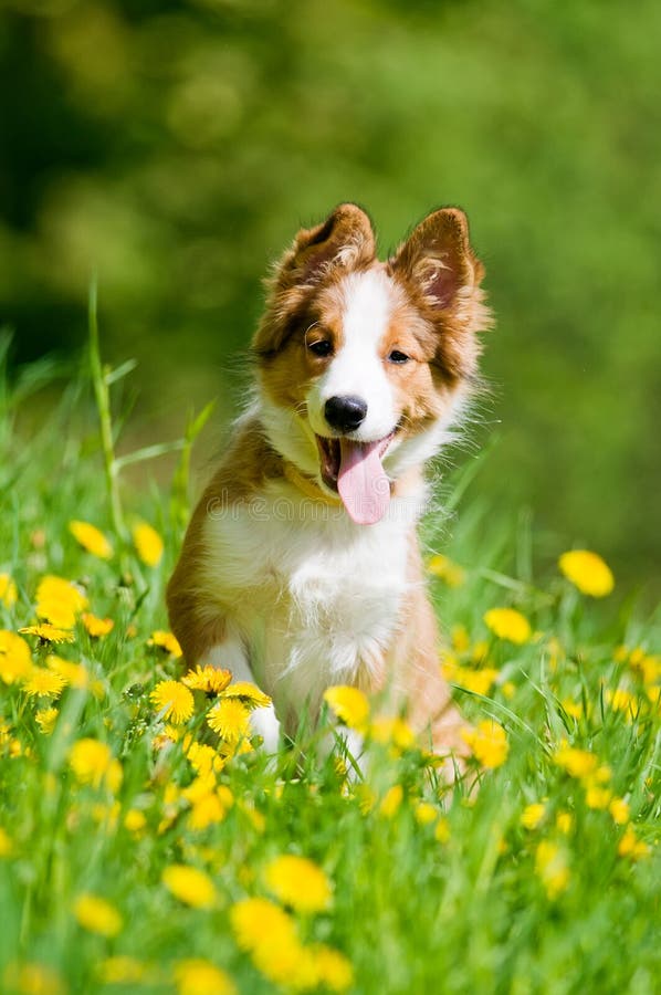 Border Collie Puppy in Flowers Stock Image - Image of sable, collie ...