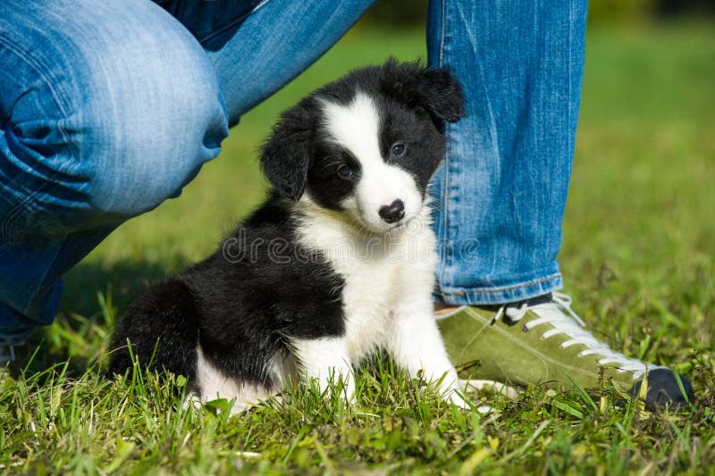 Border Collie puppy stock image. Image of border, alone - 34922063