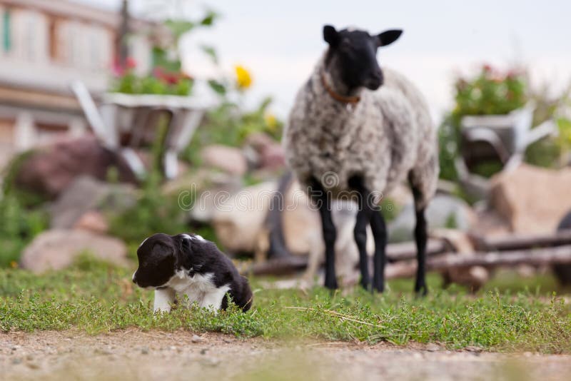 Border Collie Puppy Playing Outside on the Farm Stock Image - Image of ...