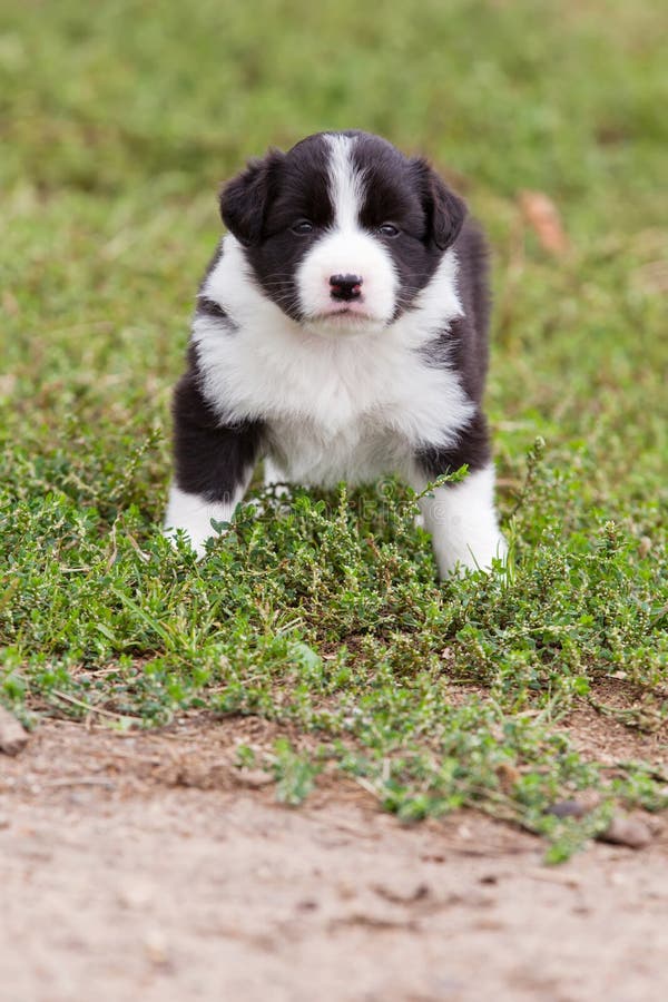 Border Collie Puppy Playing Outside on the Farm Stock Image - Image of ...