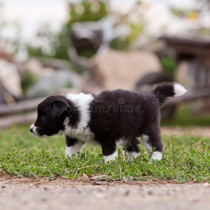 Border Collie Puppy Playing Outside on the Farm Stock Photo - Image of ...