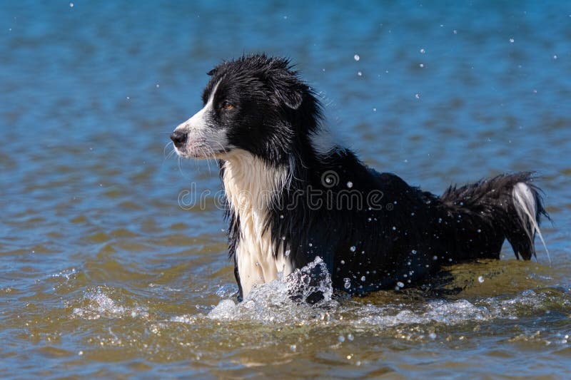 Border Collie Puppy Playing in the Water Stock Image - Image of sand ...