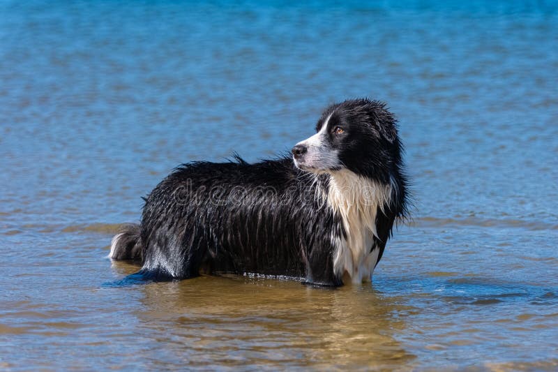 Border Collie Puppy Playing in the Water Stock Image - Image of beach ...