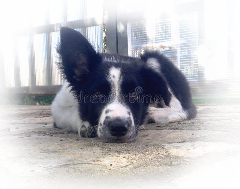 Border collie puppy stock image. Image of puppie, beautiful - 64831631