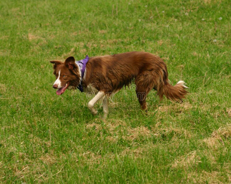 Are Border Collies Hunting Dogs