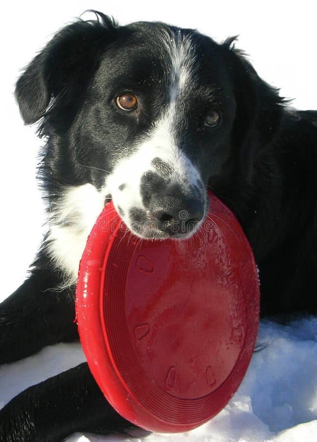 Border Collie with Red Frisbee Stock Image - Image of energy, frisbee ...