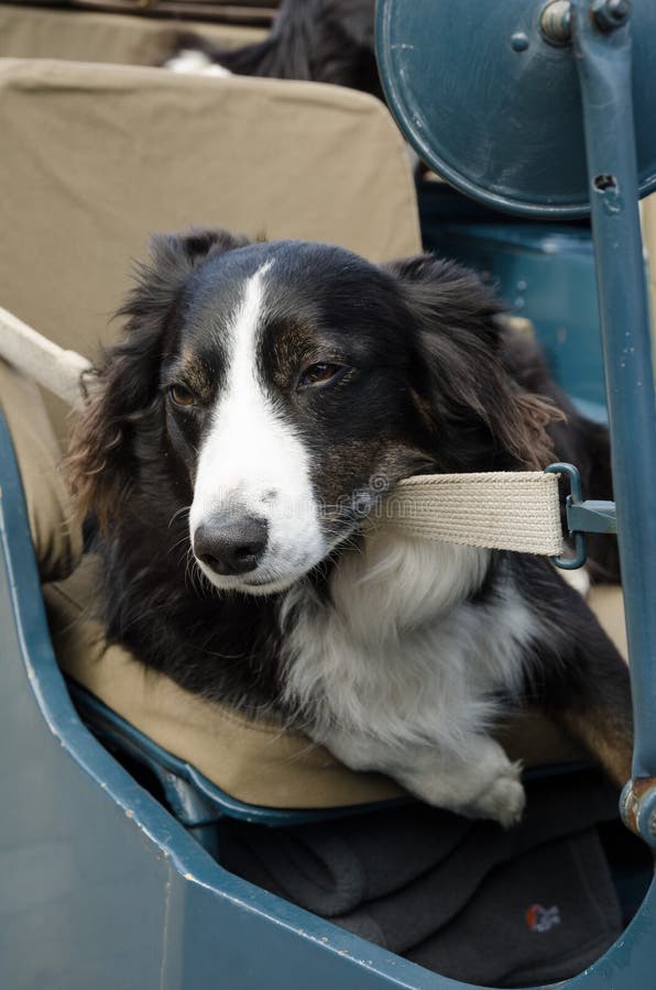 Border Collie Relaxing in a Retro Car Stock Photo - Image of collie ...
