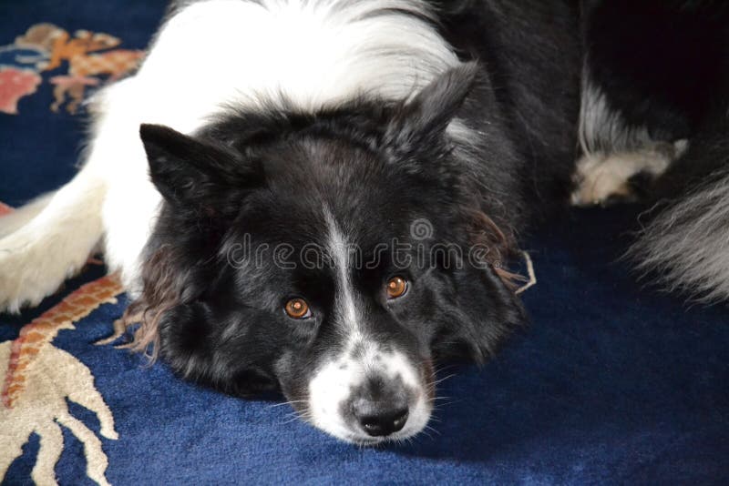 Border Collie stock photo. Image of head, happiness, nature - 88348382
