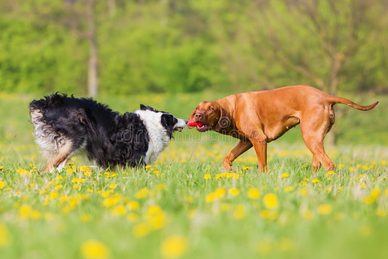Border Collie and Rhodesian Ridgeback Fighting for a Toy Stock Image ...