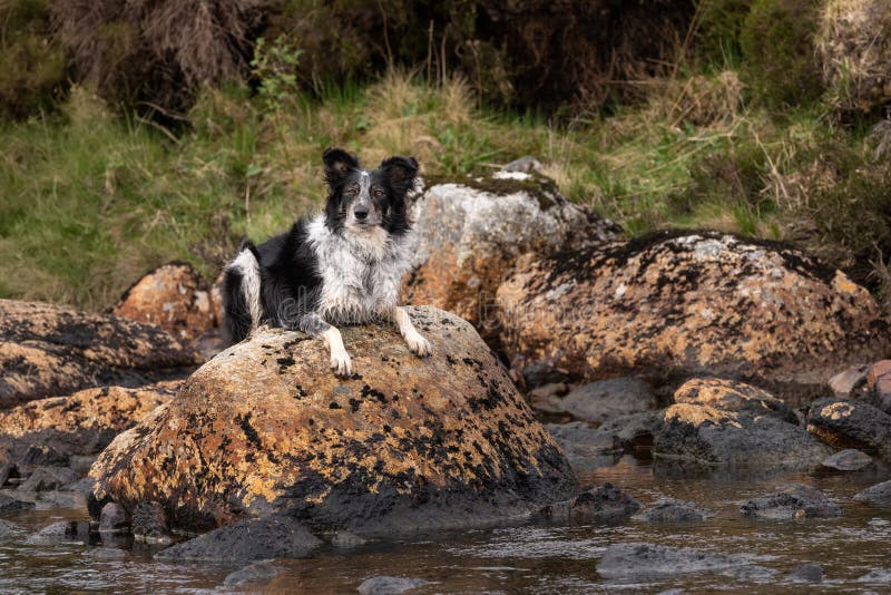 Border Collie on a Rock for a Natural Portrait Stock Image - Image of ...