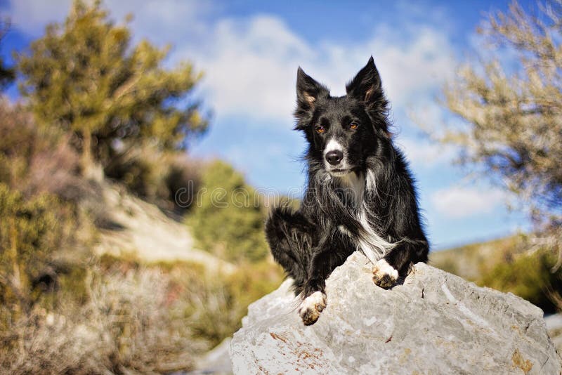 Border Collie on Rock stock photo. Image of cute, furry - 47168768