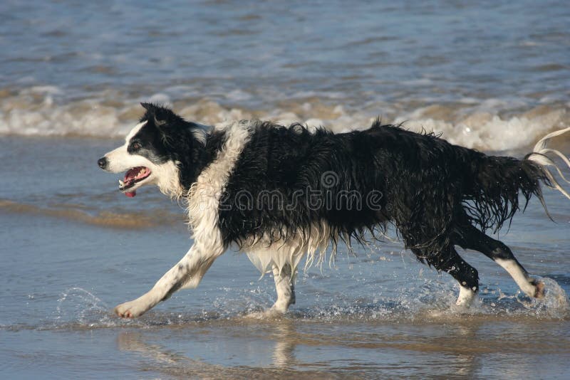 Border collie running stock image. Image of sand, healthy - 6960171