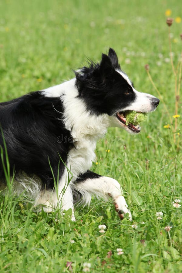 Border collie running stock photo. Image of doggy, canine - 33714596