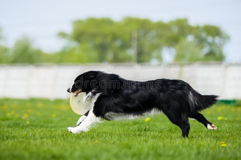 Border Collie Running with Frisbee Disk Stock Photo - Image of frisbee ...