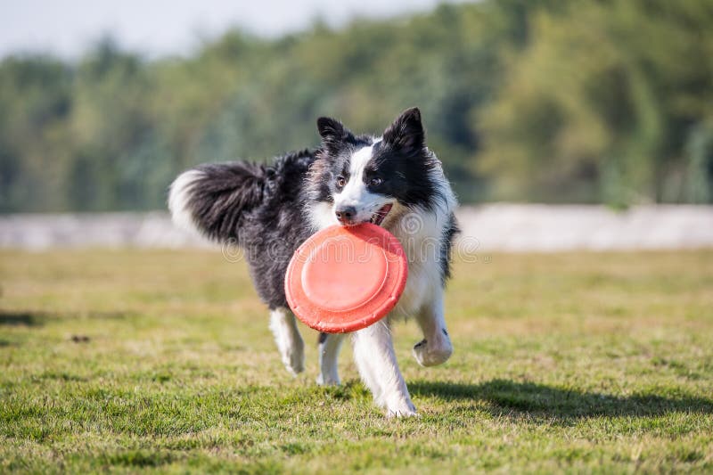 Border Collie Running on Grass with Frisbee Stock Photo - Image of ...