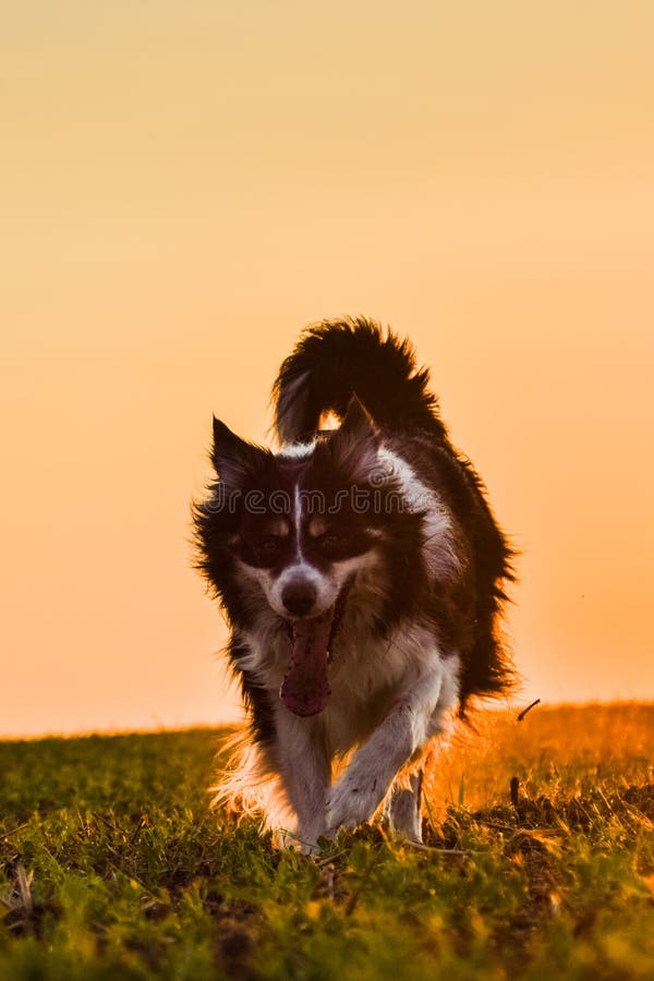 Border Collie is Running in the Sunset. Stock Image - Image of collie ...