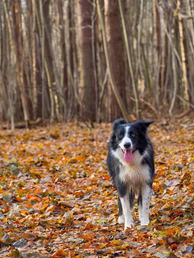 Border Collie stock image. Image of disc, ball, agility - 82292445
