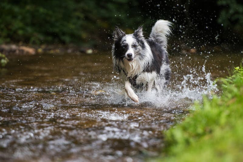 Border Collie Runs through a River Stock Photo - Image of black, themes ...