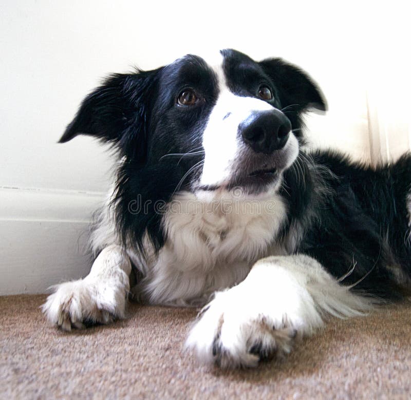 Border Collie with Sad Eyes Stock Photo - Image of animal, terrier ...