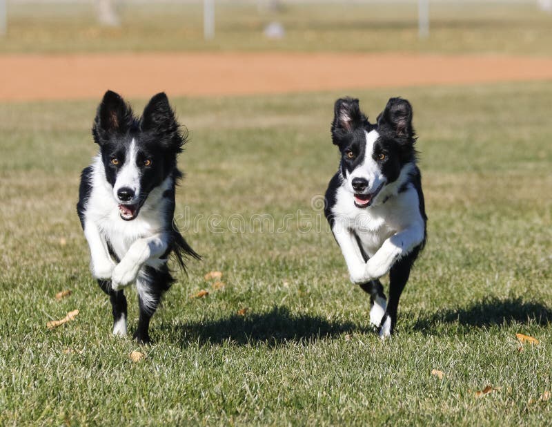 Border Collie Sisters Sync Park Stock Photos - Free & Royalty-Free ...