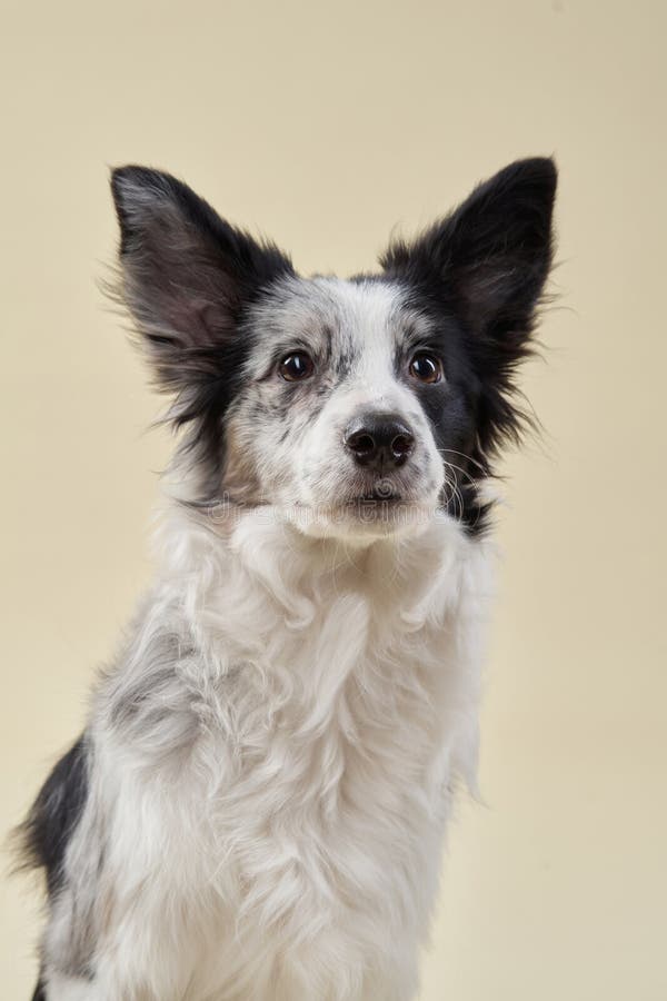 Border Collie Sitting with a Friendly Expression Stock Photo - Image of ...