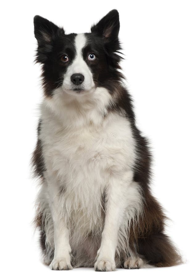 Border collie sitting stock photo. Image of pets, nature - 17124280