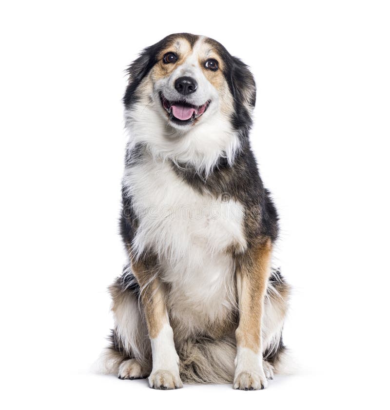 Border Collie Sitting and Looking Happy with Its Tongue Out Stock Photo ...