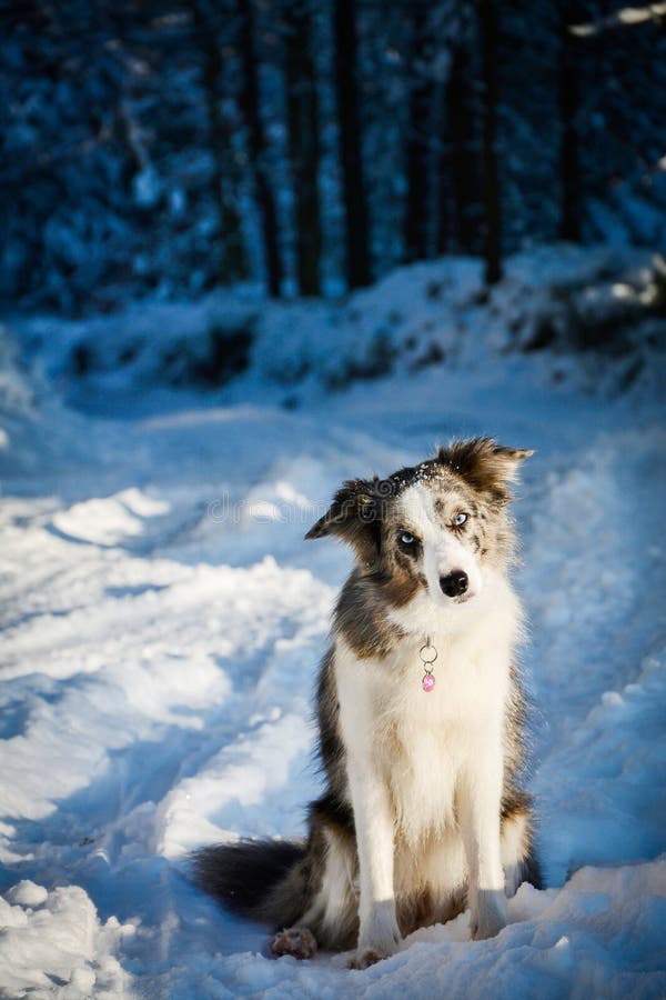 Border Collie Sitting in the Snow Stock Image - Image of mammals, snow ...