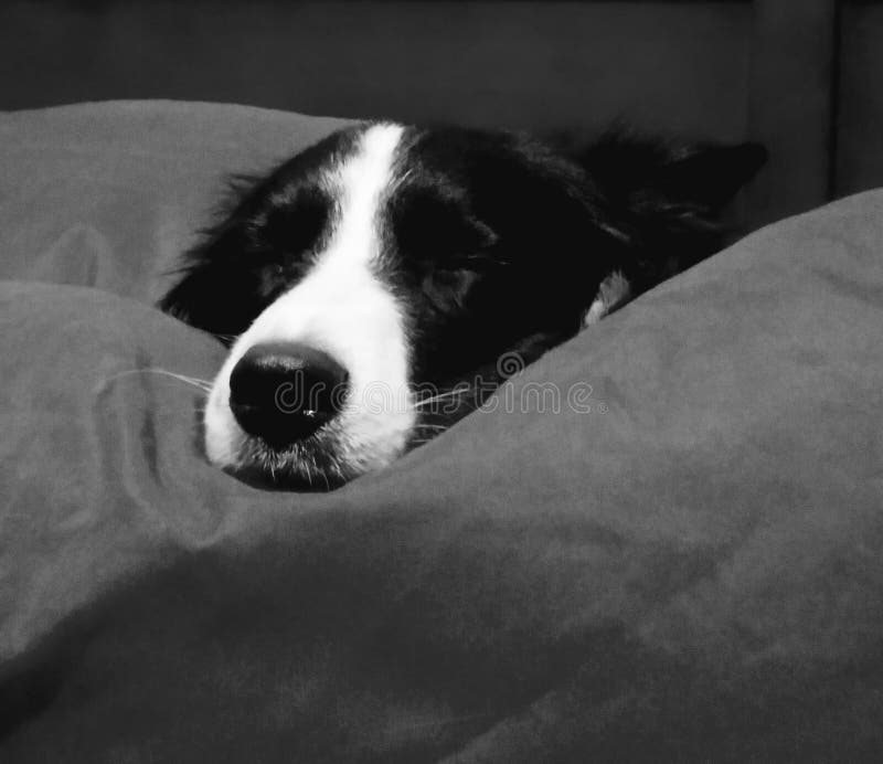 Lovely Collie Border Breed Dog Sleeping In Bed Stock Photo - Image of ...
