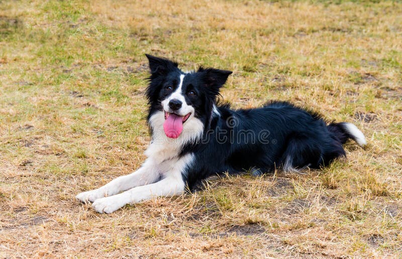 Border Collie smiles. stock photo. Image of black, herding - 56806076